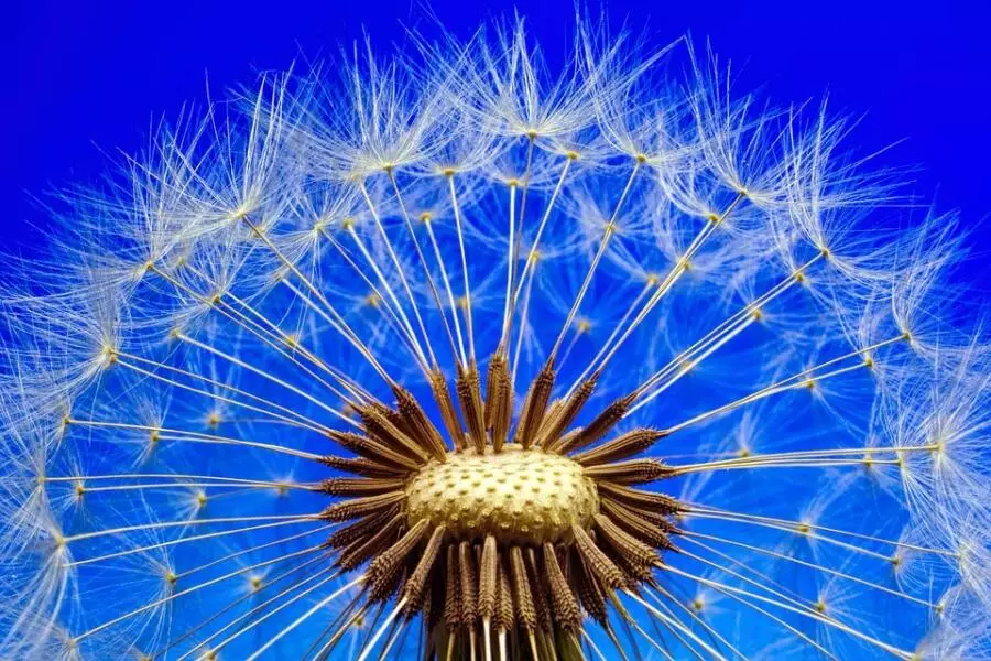 Dandelions - tibbiyot yoki muloyimlik? 47690_1