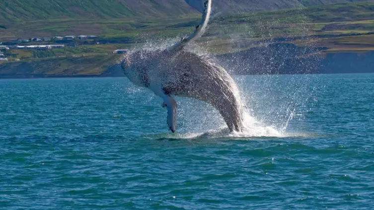 Caid Safari na Islande? Nezabudnuteľne! 48566_1