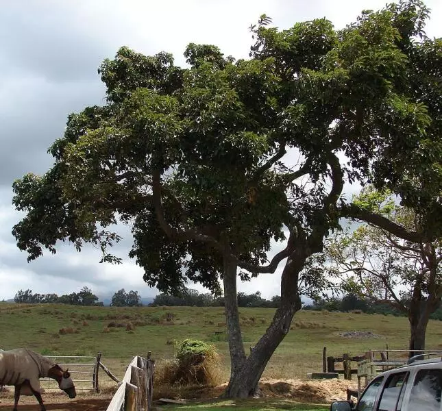 Quan điểm chung của một quả bơ người lớn. Đảo Maui, Hawaii, Hoa Kỳ