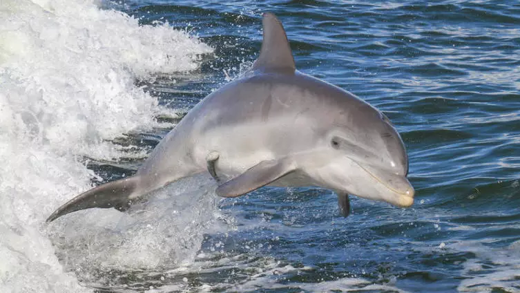 Tyji - Death Bay. Bakit pumatay ng mga dolphin? 49746_1