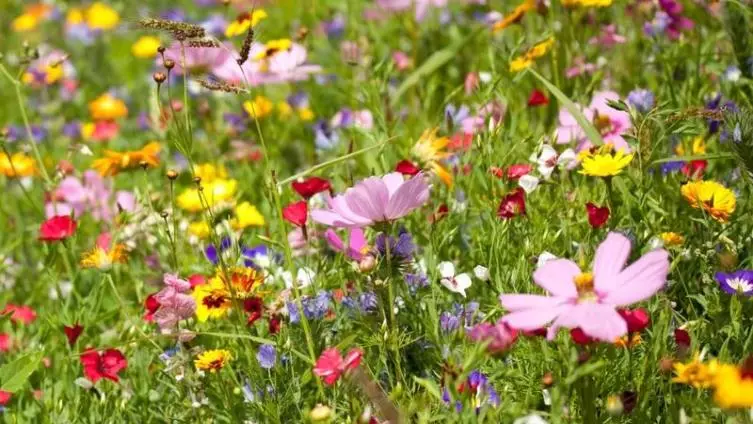 Stiamo minacciando una varietà di natura quando non ci sono creature del libro rosso?