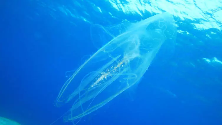 Garing, fleksibel sareng awomase awas meunang tina jellyfish