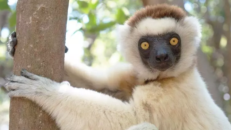 Crested Indri, ເບິ່ງເຂົ້າໄປໃນຈິດວິນຍານຂອງ