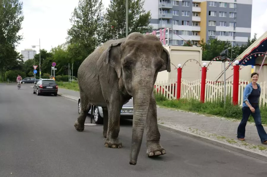 Auf der Straße fuhr Elefant ... was ist mit dem?