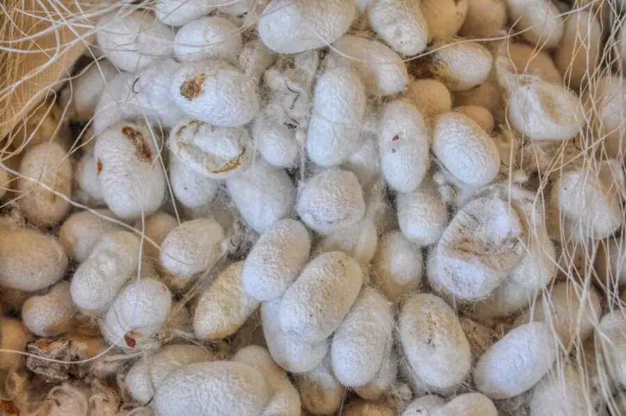 Cocoons of tute silkworm