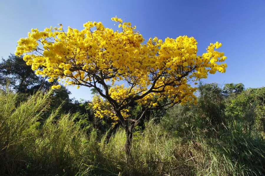 ಟಬ್ಬುಯಾವನ್ನು ಹೂಬಿಡುವ