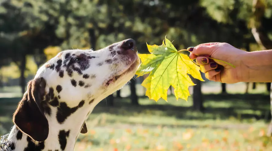 Er det lett å heve en hund?