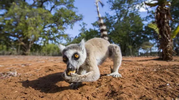 Lemur, lemuri og sjeler av de døde - hva binder dem?