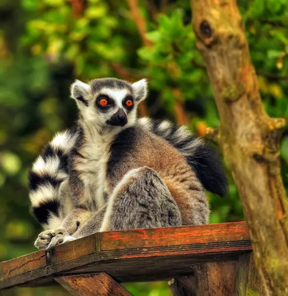 Lemur, lemurie a duše mrtvých - co je váže?