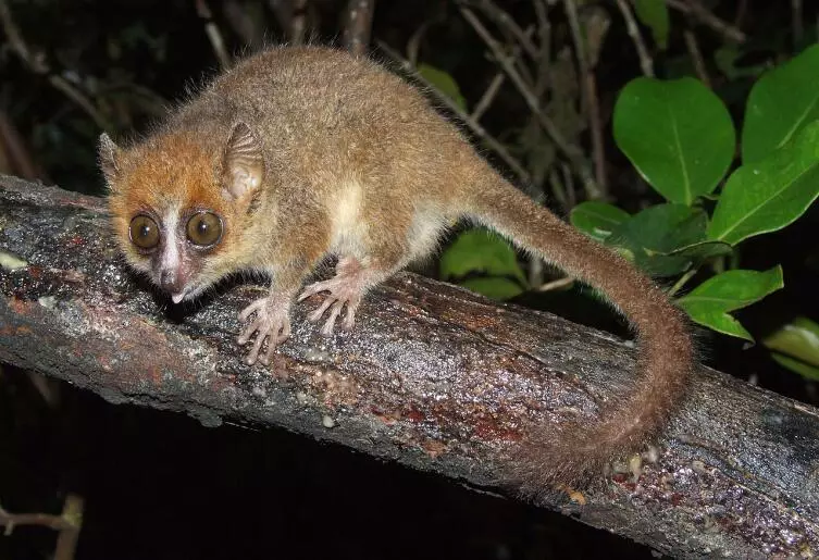 Nykštuko Lemur.