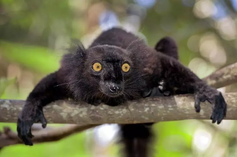 Černý lemur.