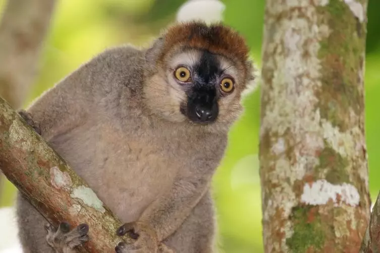 Lemur, lemuri og sjeler av de døde - hva binder dem?