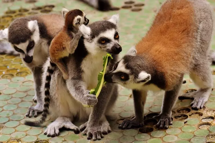 Lemur, lemuri og sjeler av de døde - hva binder dem?