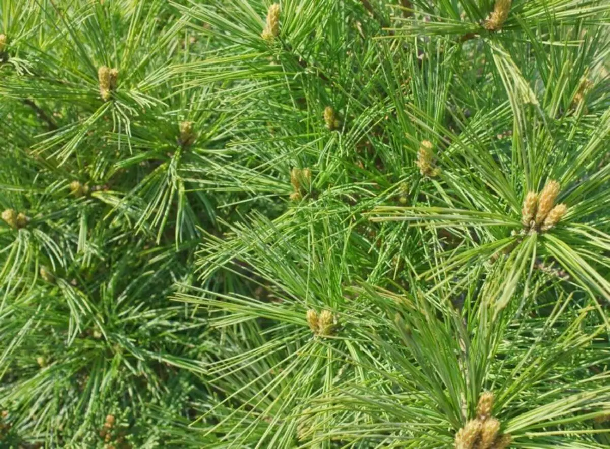 Pine Cudel. Hvordan laver man garn fra fyrretræer?