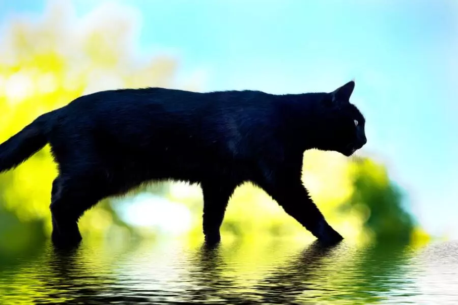 ¿Y si el gato negro te cruza un camino? Fuentes de superstición 57073_1