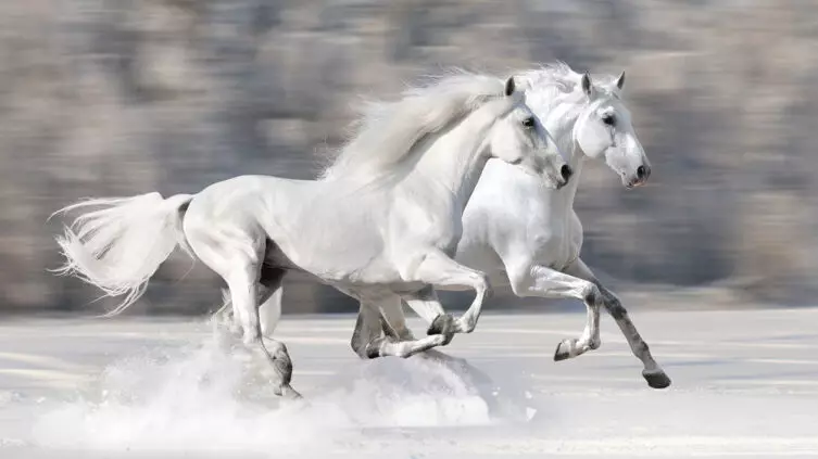 Một con ngựa trắng tượng trưng cho điều gì trong thần thoại?