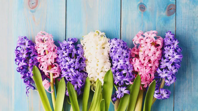 Hyacinth. Wéi huet hien an eng Blummen opginn?