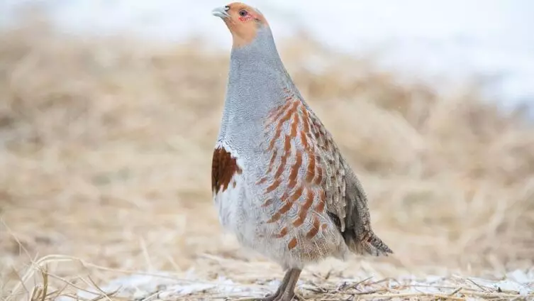 Partridge. Kouman se li ki gen rapò ak envanteur a jenn?