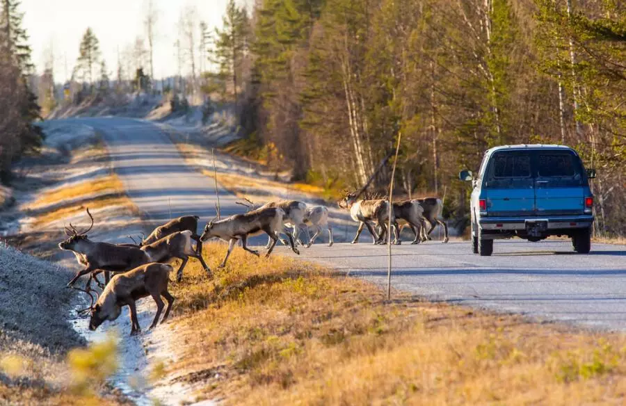 Kodi mungatani ngati mutagunda ma moose (agwape, boar ...)?