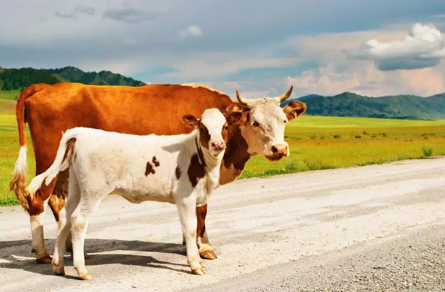 E se unha vaca foi derribada na estrada?