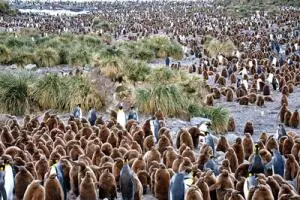 Penguin Chicks