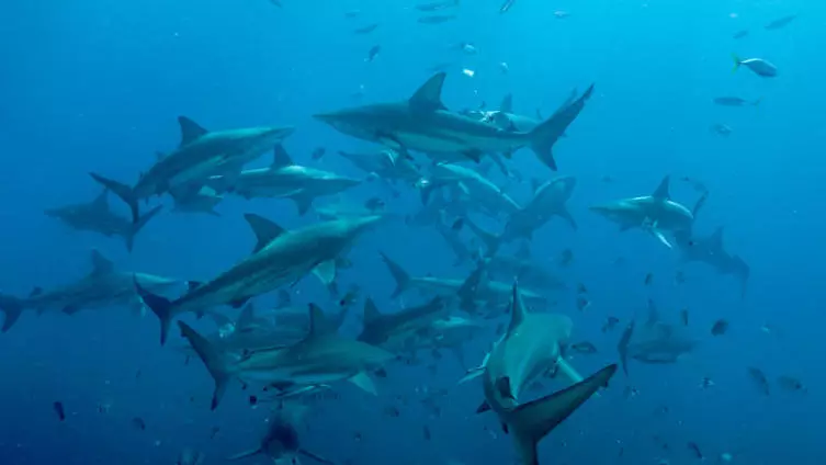 武器の自由腕。武器のビジネスの「小さな魚」として、「サメ」の中で生き残ることができましたか？ 89302_1