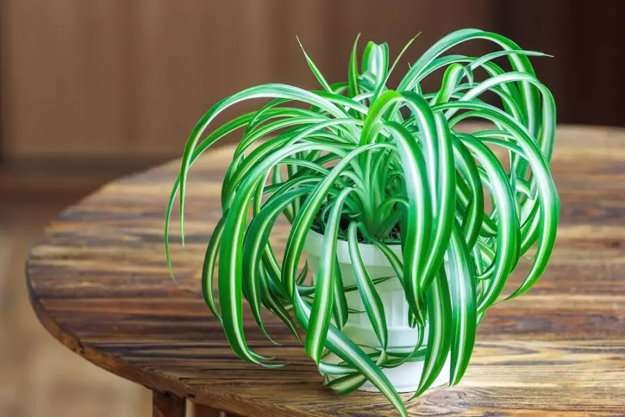 Chlorophytum.