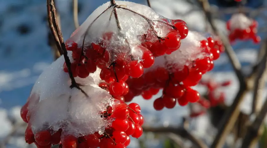 Santa kalendar. Šta da radim u januaru?