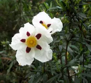 Lanenik的花朵