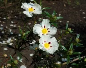 ラネニクの花