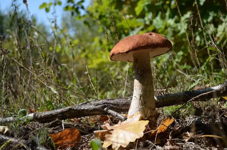 牛肝菌是红色的，蘑菇，“oleski吃”