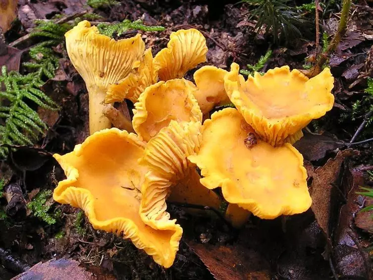 Chanterelles - jamur yang makan di hampir semua negara