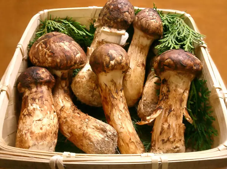 Sota Mushrooms Matsutak Breaks Waved de Gorokhlodes (Chamaecyparis pisifera), que dóna un efecte de desinfecció