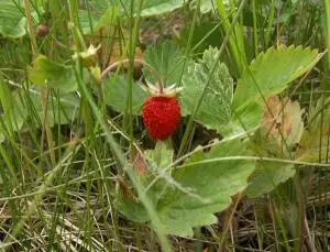 Muna jin daɗin strawberries da strawberries? 9689_1