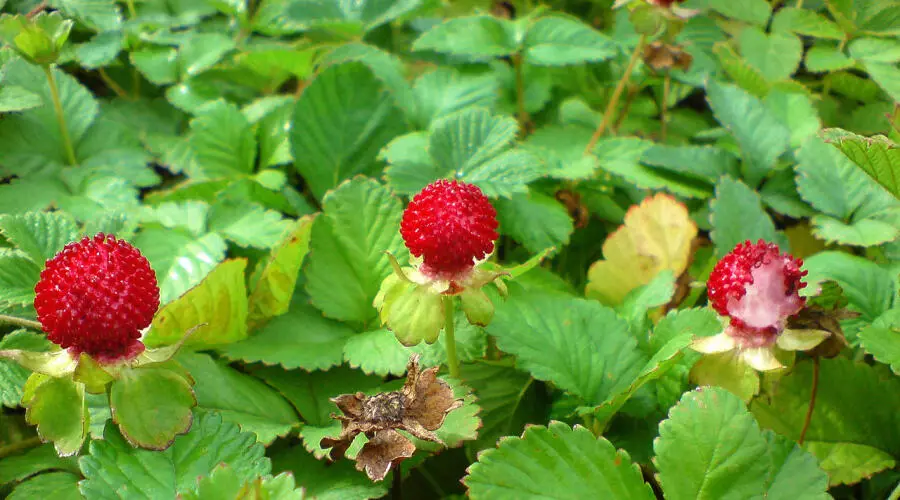 mock strawberry