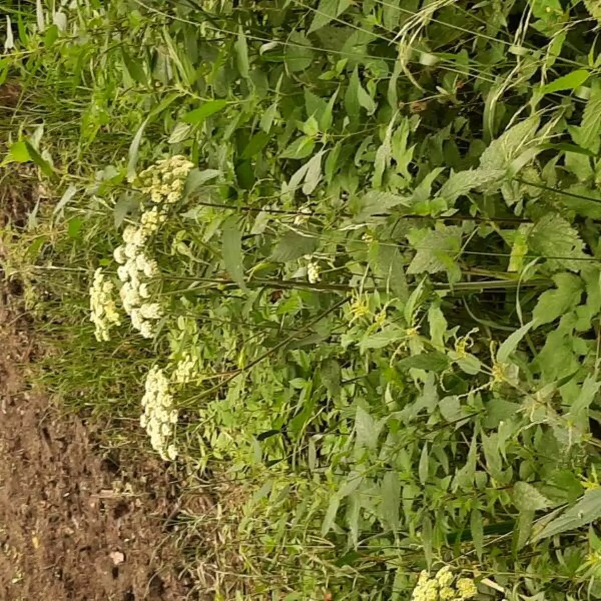 Que plantas debe temer?