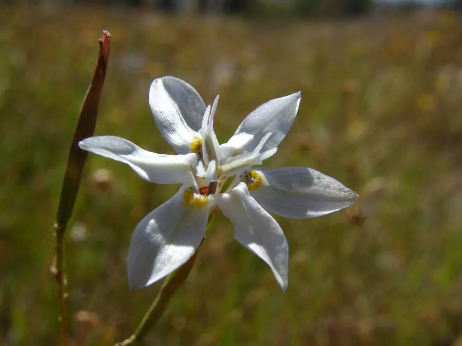 Sea Flower (Moraea) - Plants called Linnee in honor of his wife Sarah Lisa Sea and her father